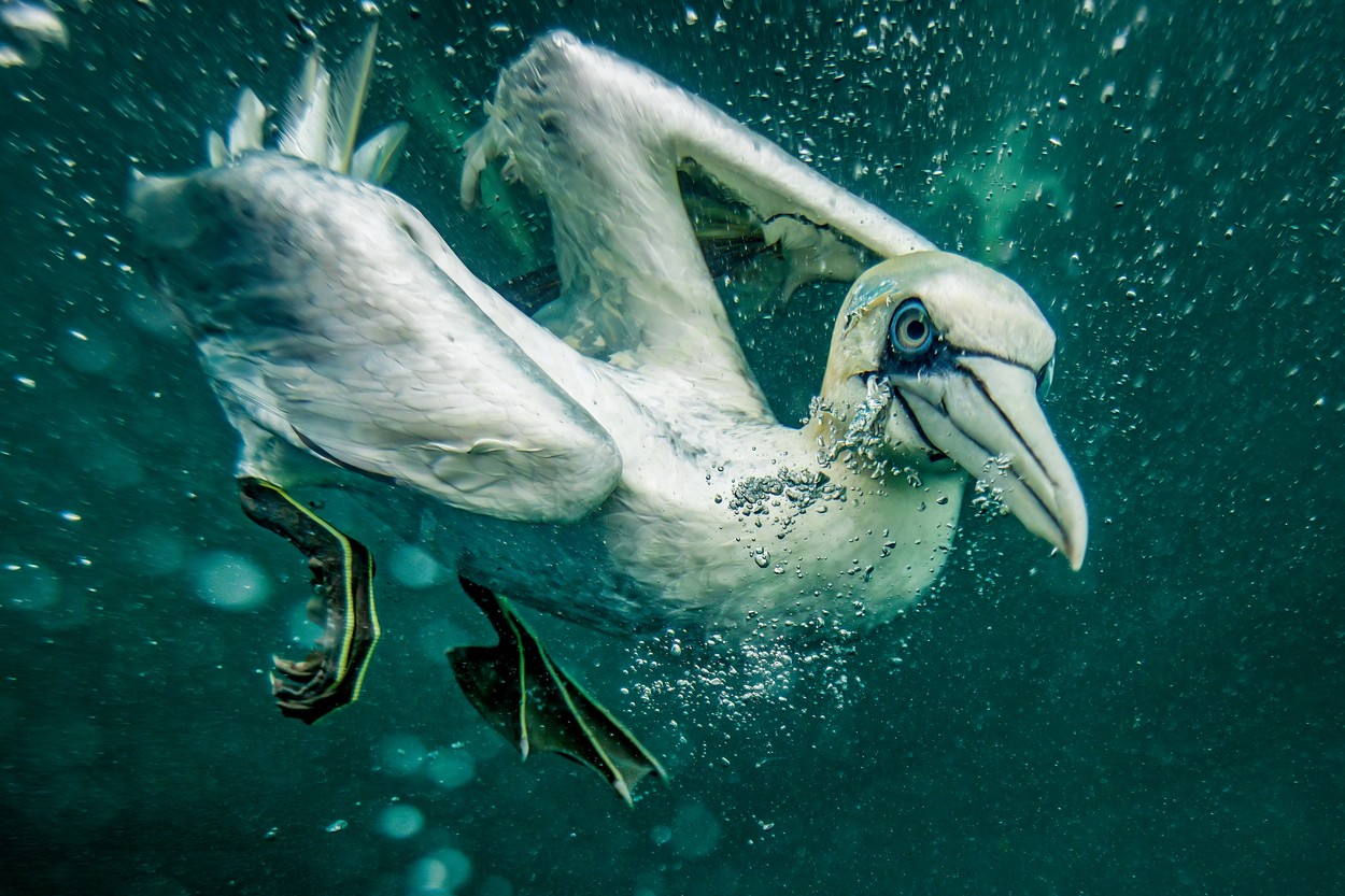 Imagini spectaculoase. Momentul în care sute de corbi albi de mare ...