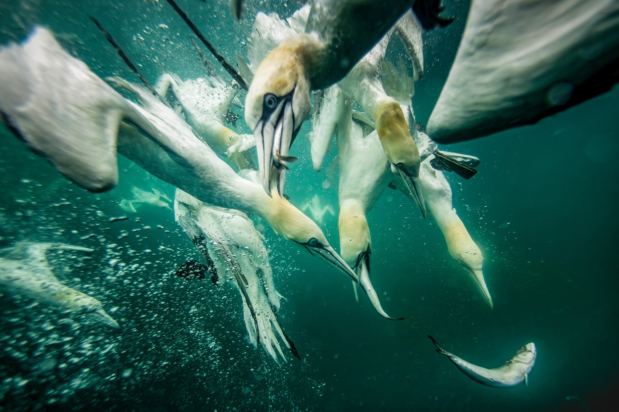 Imagini spectaculoase. Momentul în care sute de corbi albi de mare ...