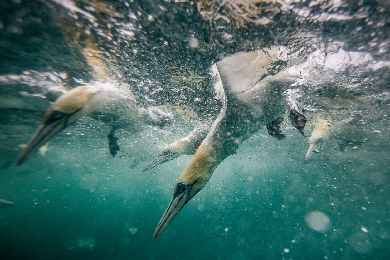 Imagini spectaculoase. Momentul în care sute de corbi albi de mare ...