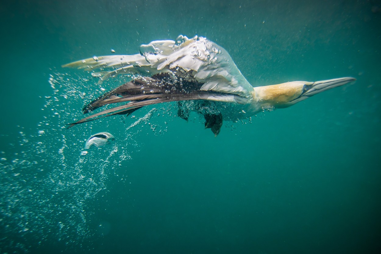 Imagini spectaculoase. Momentul în care sute de corbi albi de mare ...