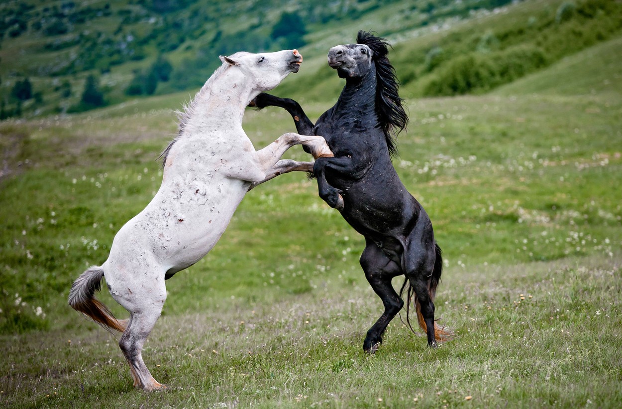 Povestea cailor abandonați care s-au sălbăticit în munți. Pentru unii ...