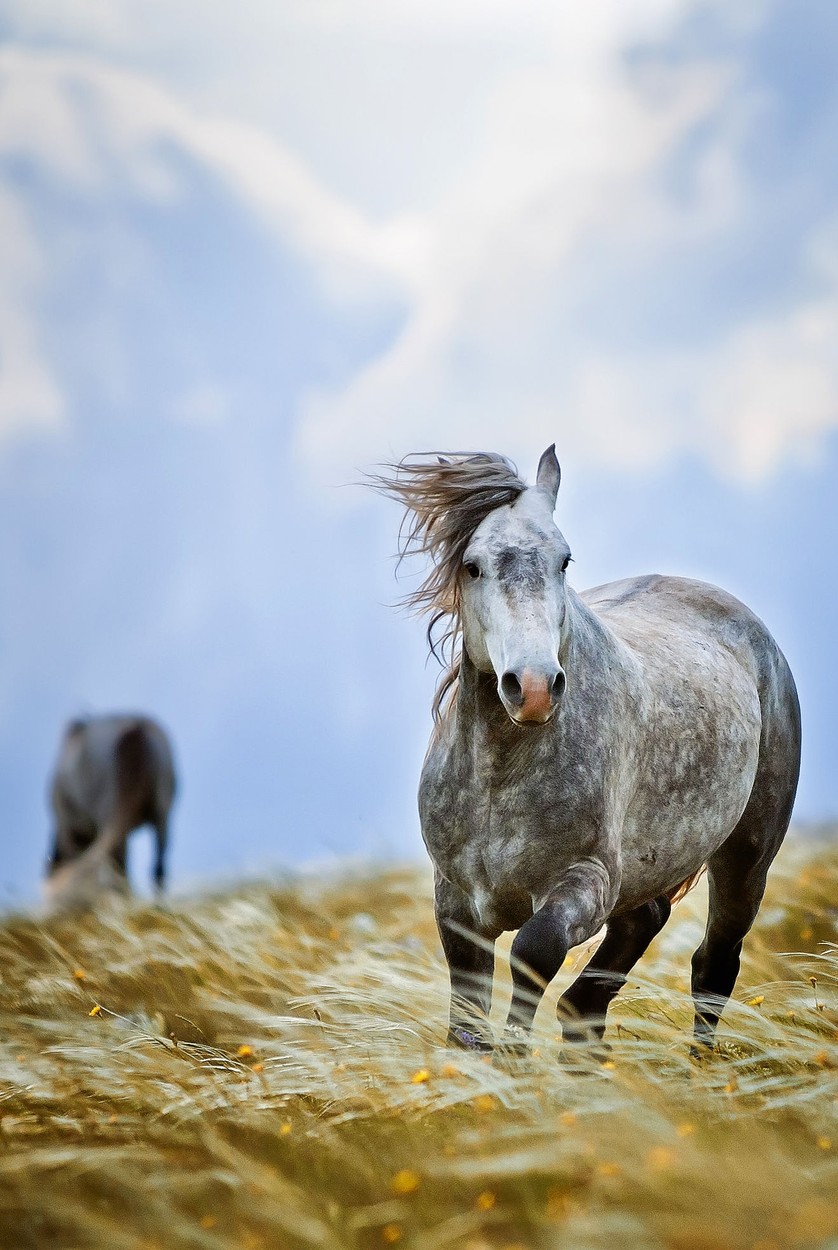 Povestea cailor abandonați care s-au sălbăticit în munți. Pentru unii ...