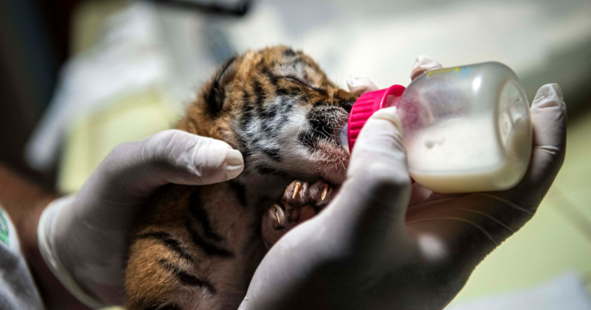 Un pui de tigru bengalez născut la ZOO din Nicaragua a cucerit inimile ...
