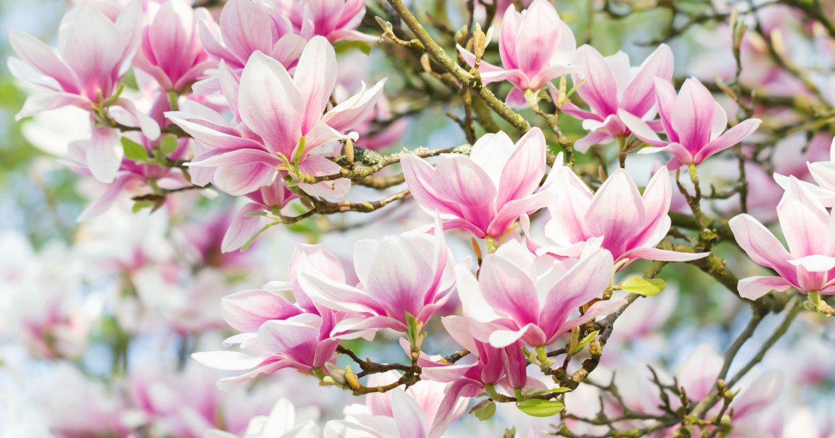 Semnal de alarmă la nivel mondial: Peste 30% dintre speciile de abori ...