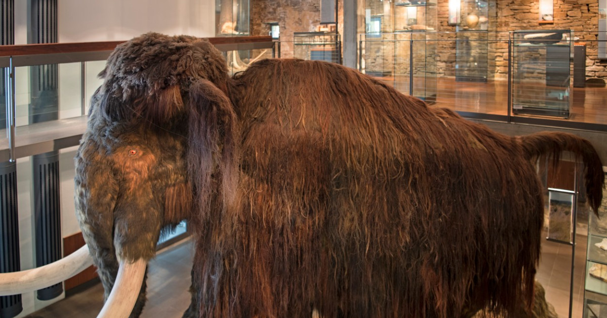 Mamutul lânos a dispărut cu aproape 4.000 de ani mai repede din cauza ...