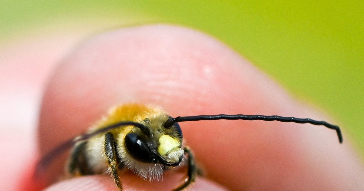 O femeie a murit după ce a fost înțepată de un bondar. Cum s-a ajuns la ...