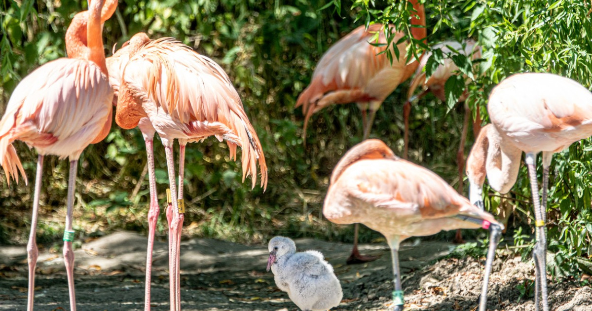 Un pui de flamingo e crescut de doi tați adoptivi, pentru că părinții ...
