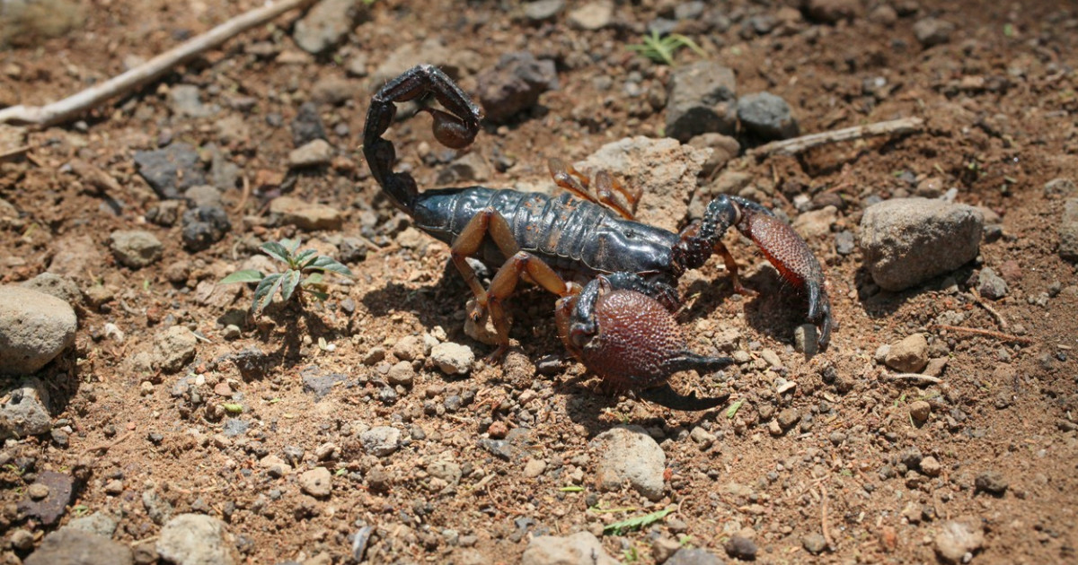 Un studiu despre ritualurile de împerechere ale scorpionilor constipați ...
