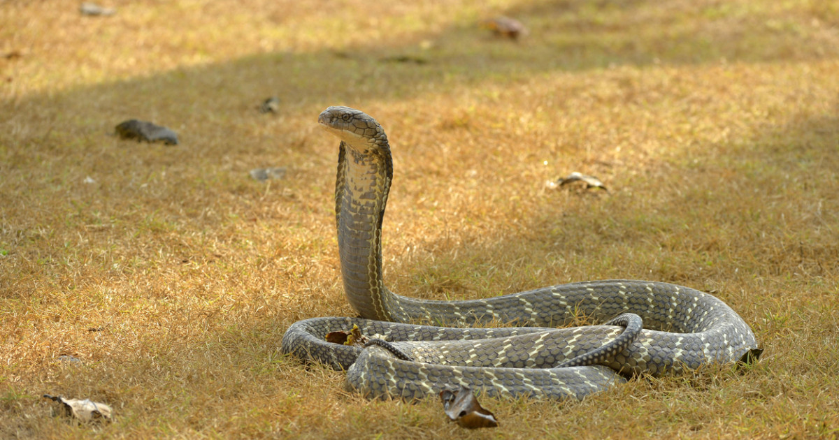 O cobră regală care a fugit dintr-un Zoo din Suedia a primit numele ...