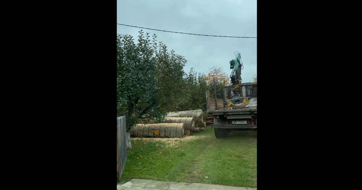 VIDEO Polițiștii din comuna Arbore au fost prinși tăind bușteni fără ...