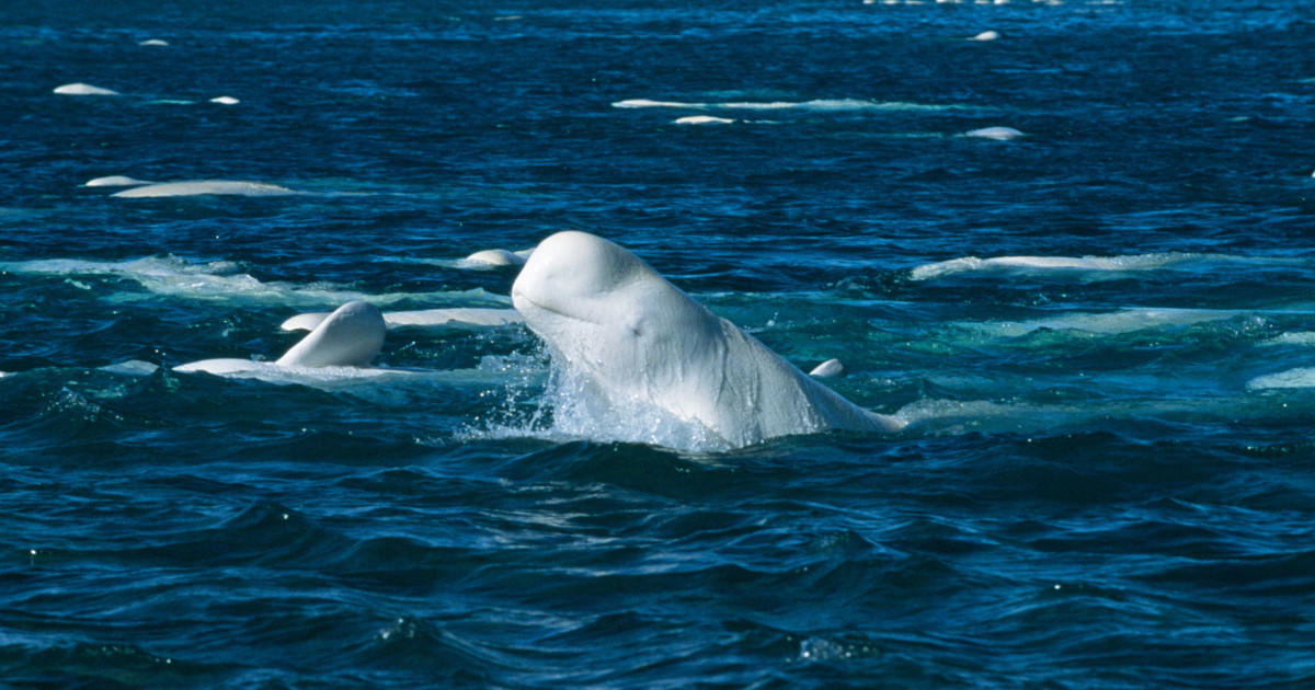 Balena Hvaldimir, supranumită "spion rus", va avea propriul sanctuar ...