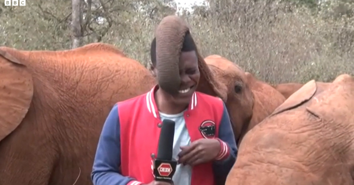 VIDEO Momentul în care un pui de elefant întrerupe relatarea unui ...