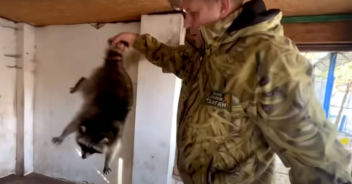 Rusul acuzat că a furat ratoni de la un zoo din Herson se scuză: Am ...