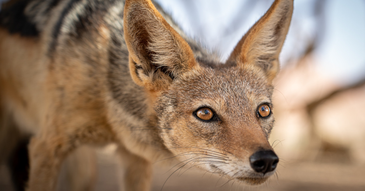 Femeie mușcată de un șacal, în Arad, în timp ce încerca să își salveze ...