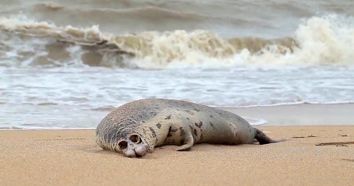 2500 de foci găsite moarte de-a lungul coastei Rusiei. Specia este pe ...