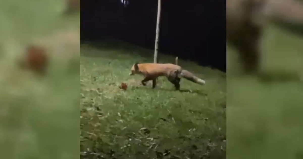 VIDEO Vulpe surprinsă într-un parc din București | Digi24