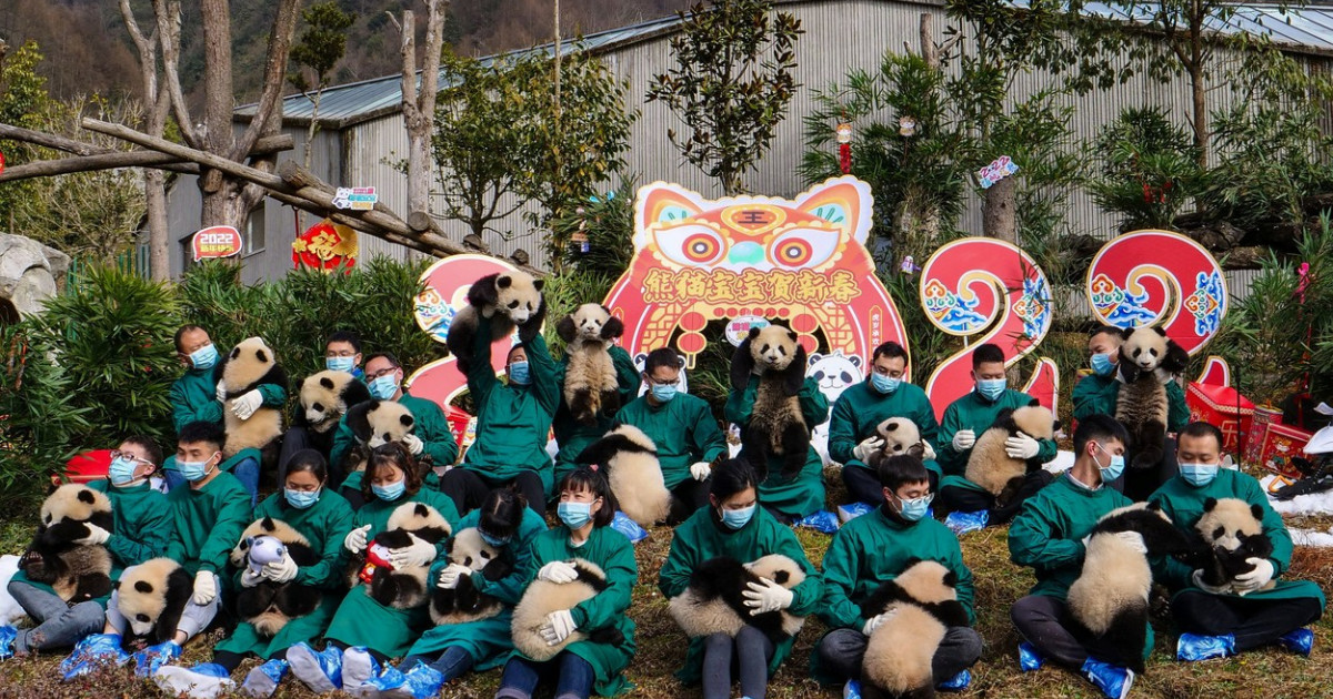 Moment inedit în China. Treisprezece pui de panda uriaș, arătați ...