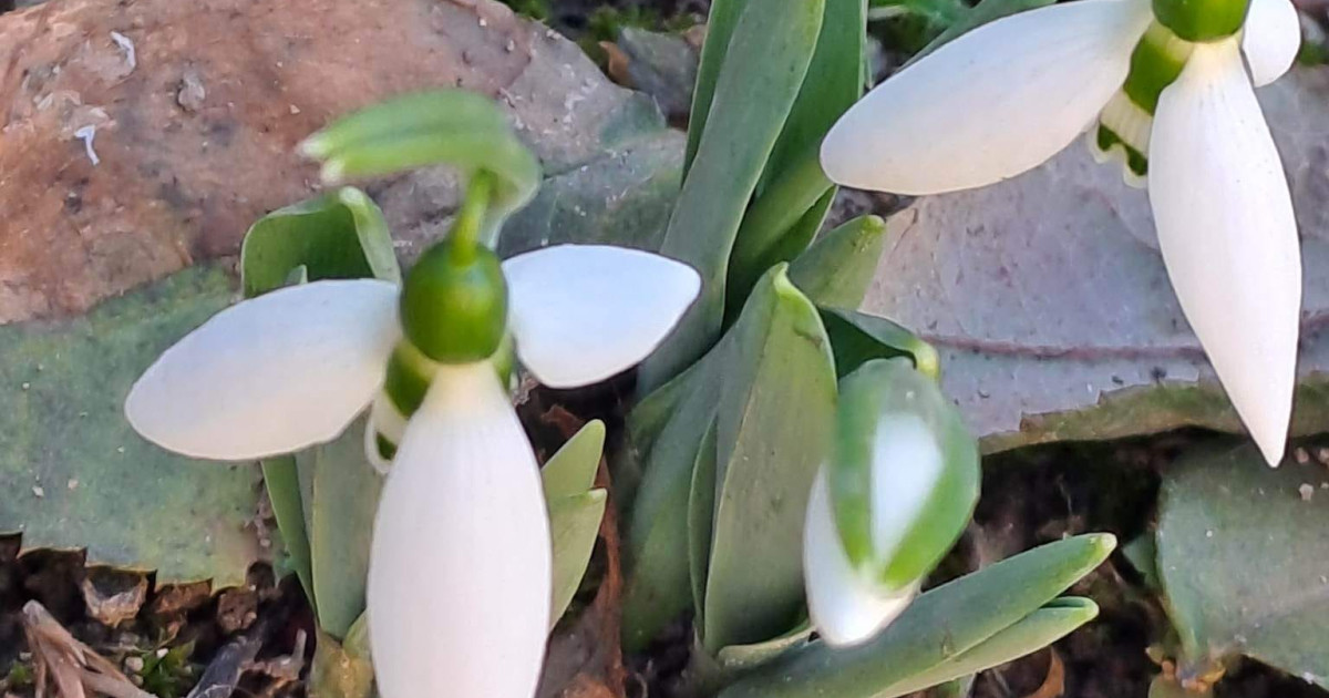 Au înflorit ghioceii și margaretele în Olt și Alba, în prima zi din ...