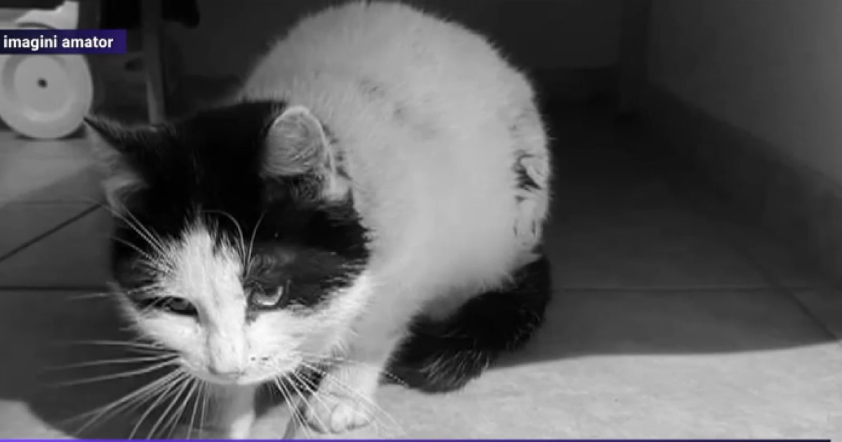 Cruzime fără margini în Ilfov. Mai multe pisici au fost găsite ...