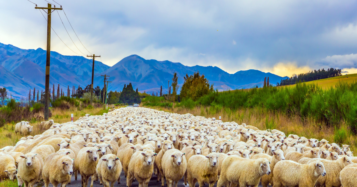 Cum ajută o turmă de oi la conservarea ruinelor din oraşul antic ...