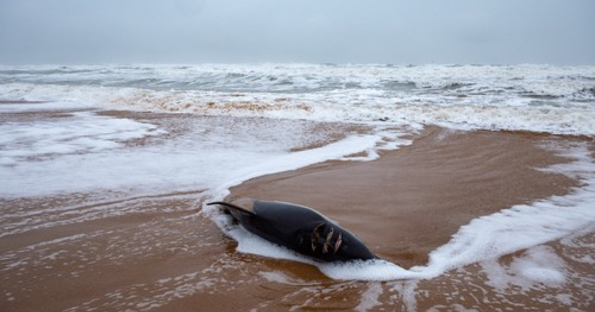 Peste 900 de delfini au eșuat pe plajele Franței de la Oceanul Atlantic ...