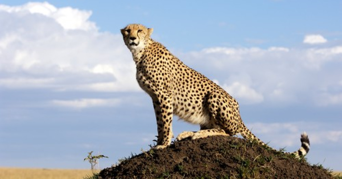 Încă un ghepard adus în India pentru reintroducerea speciei a murit, al ...