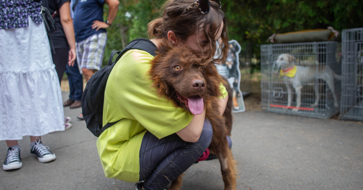 50 de căței sunt propuși spre adopție în cadrul unui târg organizat la ...