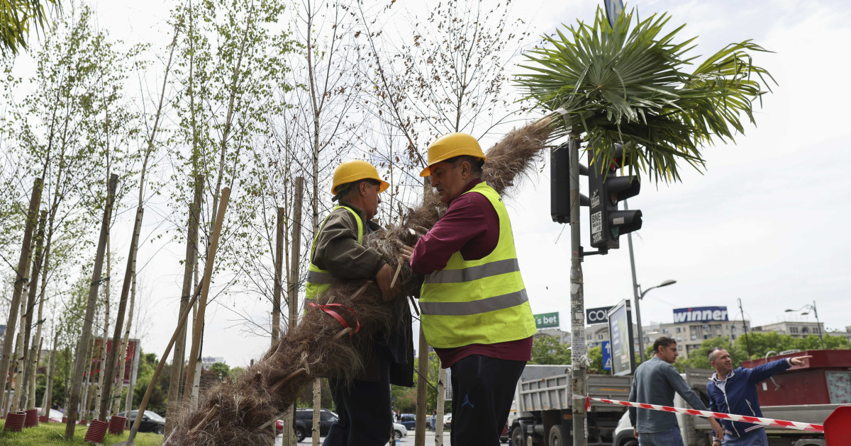 Războiul palmierilor. Negoiță vrea să aducă în București și măslini ...