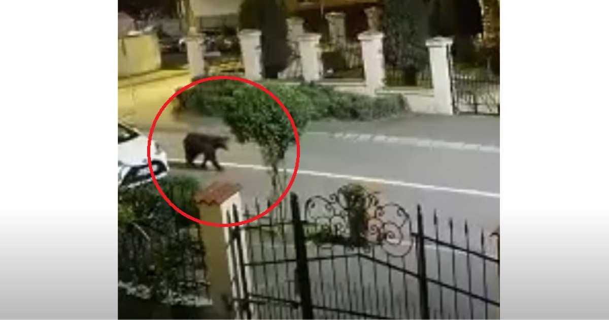 Un urs este căutat de două zile în municipiul Sibiu. A pus pe jar ...