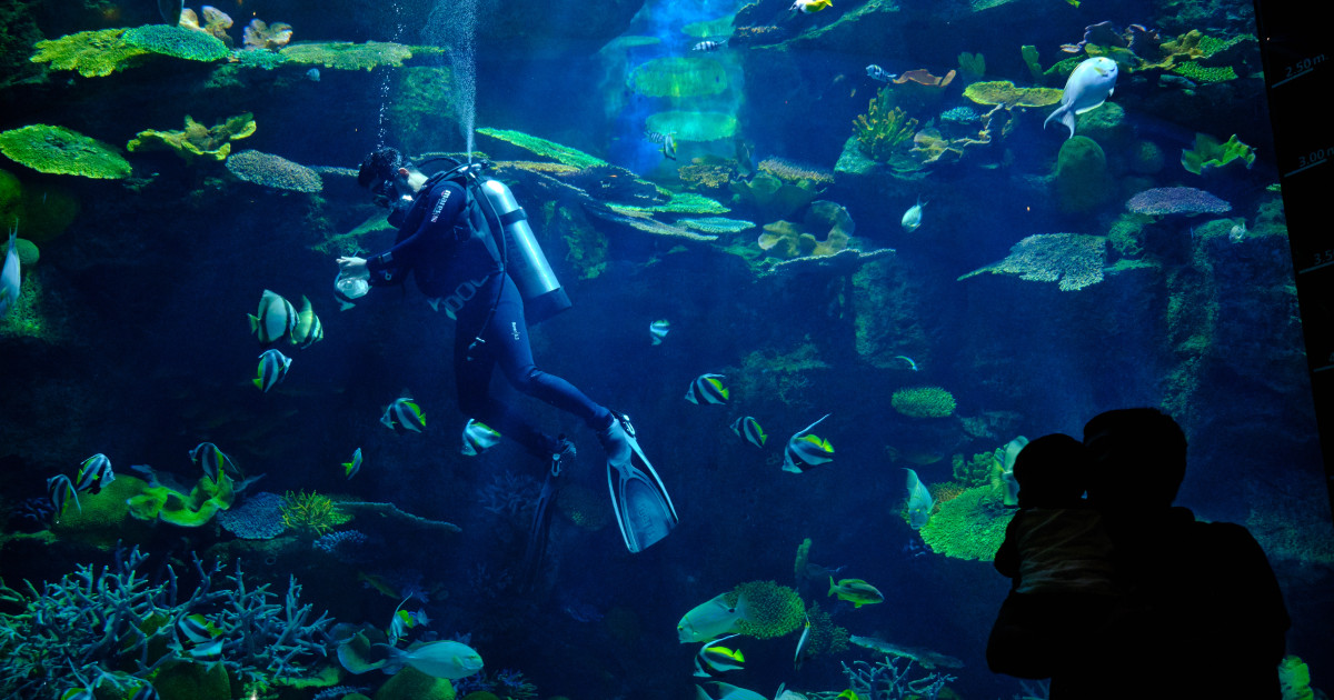 Australia vrea să construiască un parc marin de dimensiunea Spaniei ...