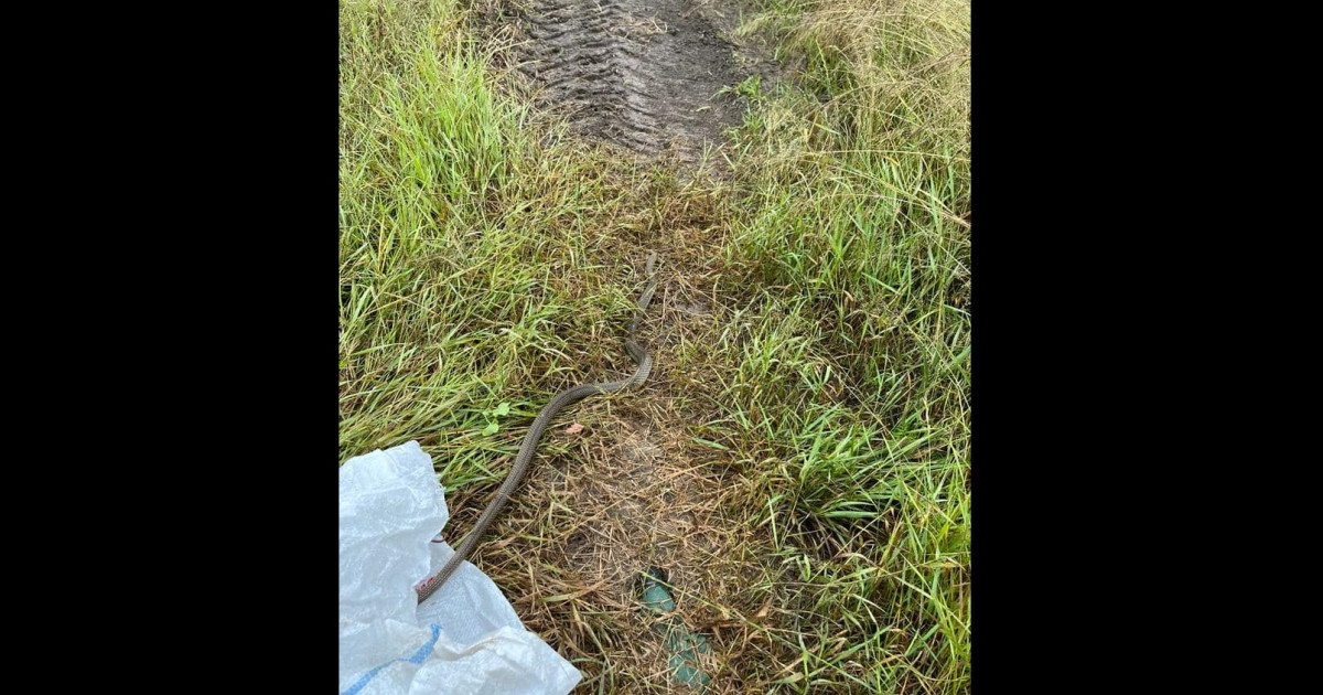 Șarpe de peste un metru și jumătate, scos de jandarmi dintr-o locuință ...