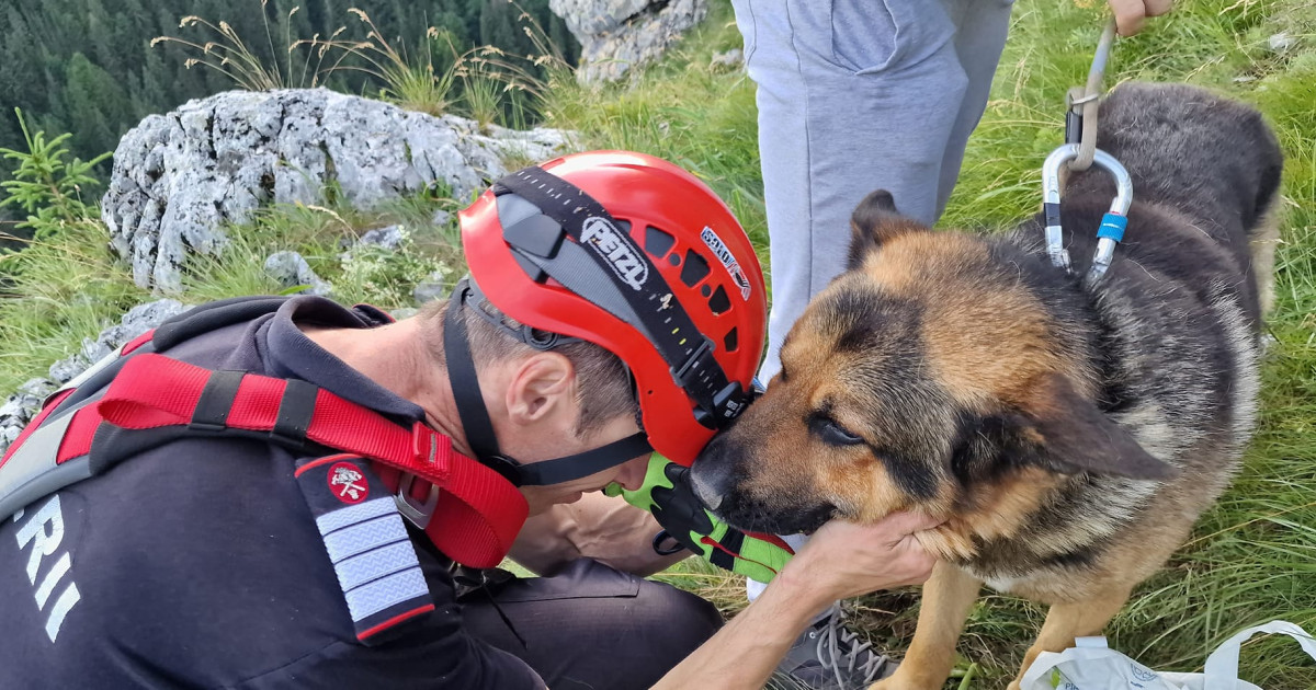 Pompierii ISU Neamț au salvat un ciobănesc german care fugise după ...