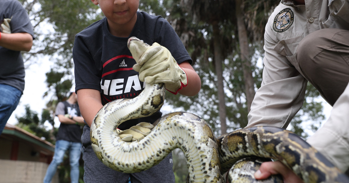 „Unii pot devora chiar și un aligator”. Concurs bizar în Florida. Mii ...