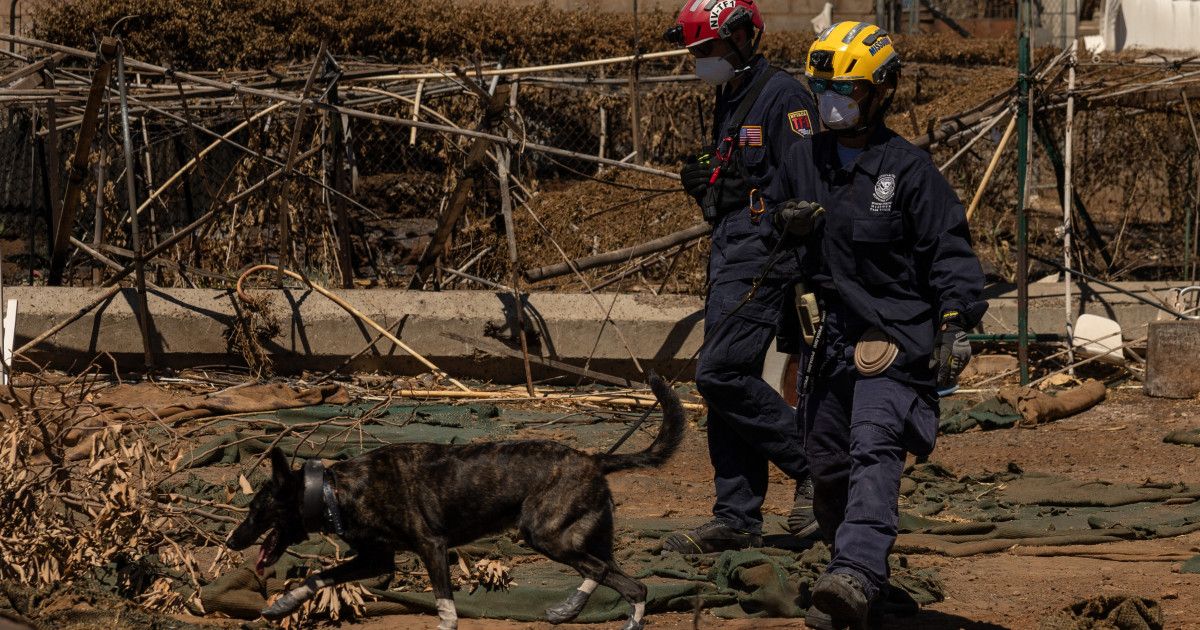 Supraviețuitorii incendiului din Hawaii sunt chemați să dea probe ADN ...