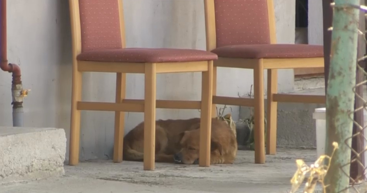 Câinele soților morți în exploziile din Crevedia încă îi așteaptă în ...