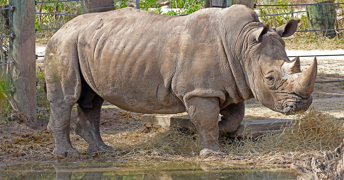 O femeie de 33 de ani a fost ucisă de un rinocer de la o grădină ...