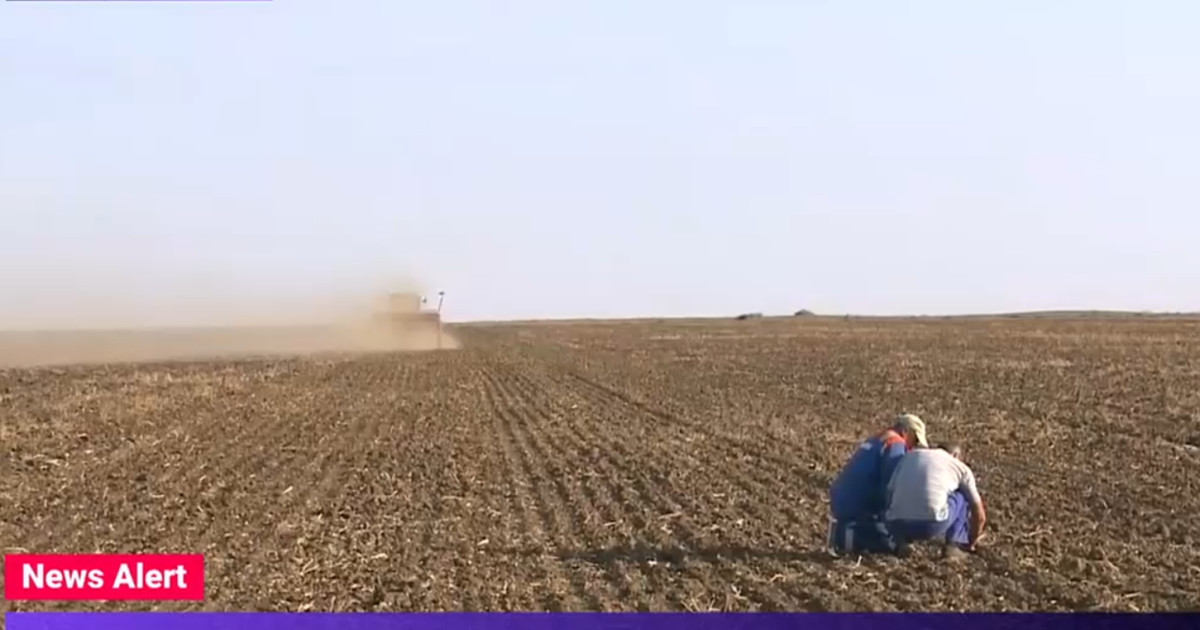 Seceta extremă afectează grav culturile. „Nu a plouat de 2-3 luni ...