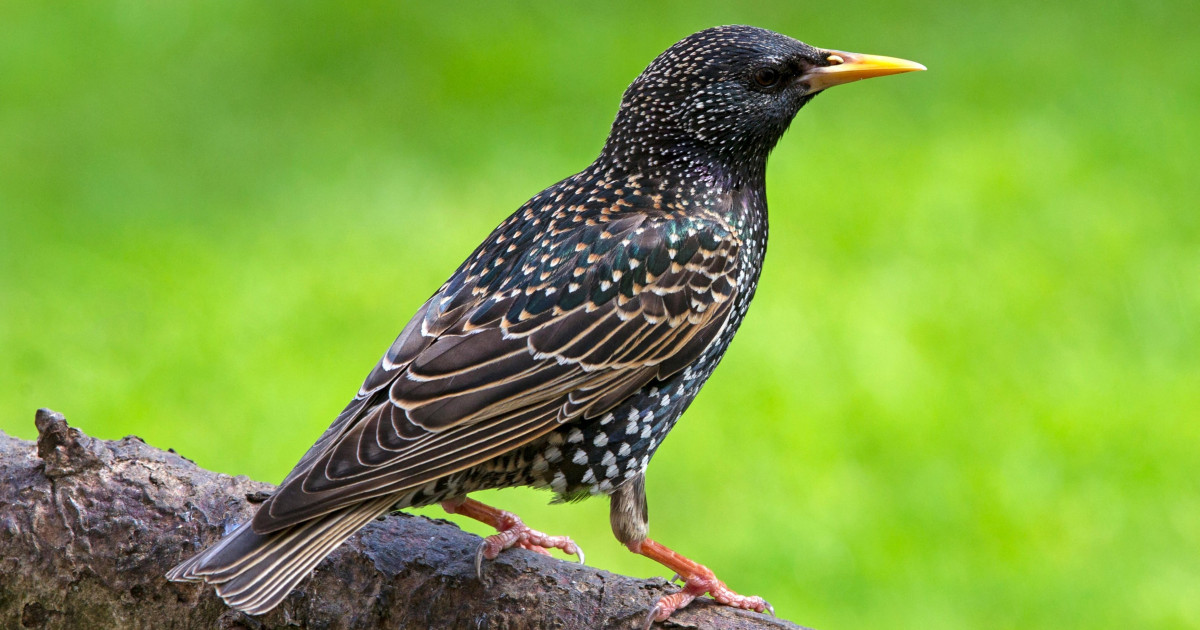 Aproape 14.000 de grauri și 5.000 de pescăruși râzători au fost ...