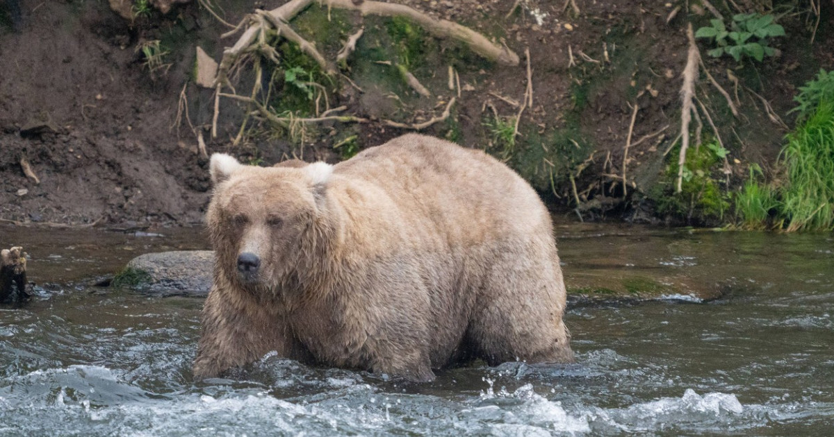 Femela 128 Grazer, desemnată cel mai gras urs brun din Alaska | Digi24