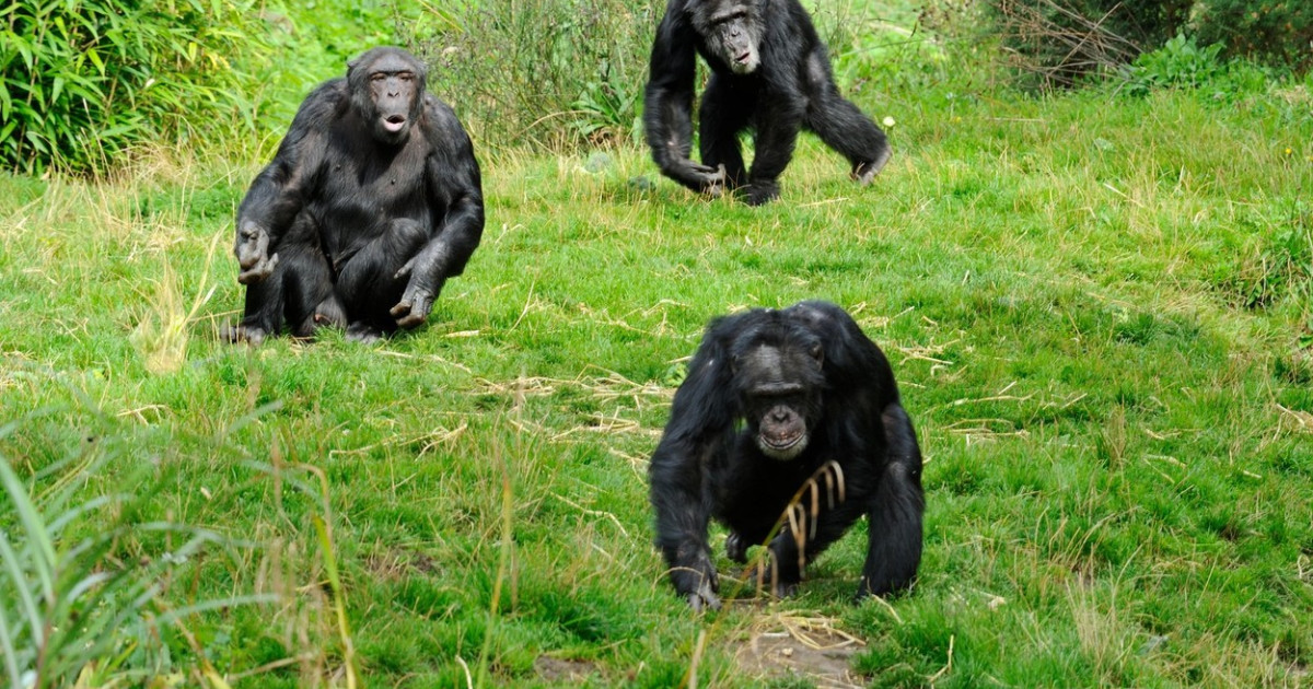 Cimpanzeii folosesc tactici militare pentru a câștiga avantaj în fața ...