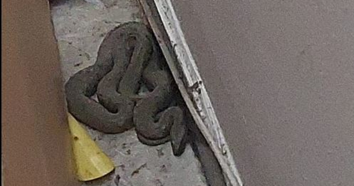 FOTO. Un șarpe de peste un metru a fost descoperit într-un apartament ...