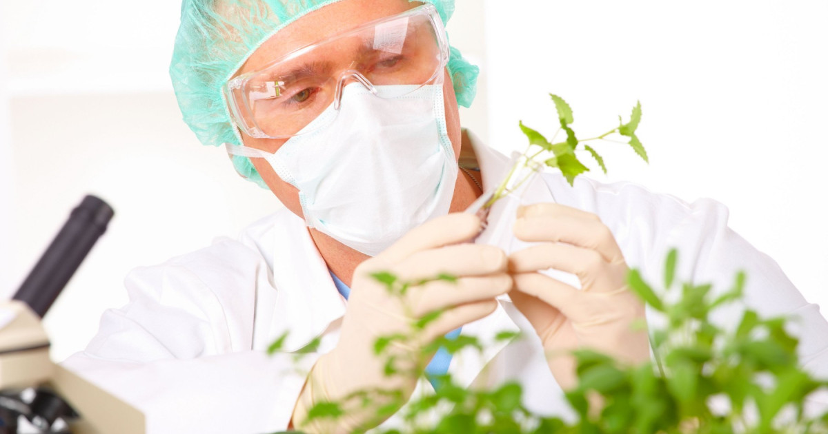 România se opune noilor reguli UE pentru culturi modificate genetic ...