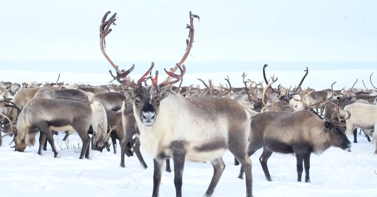 Renii își schimbă culoarea ochilor iarna, ca să găsească hrană pe timp ...