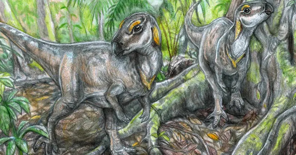 Fosile de dinozaur unice în lume, descoperite în Ţara Haţegului. Oasele ...