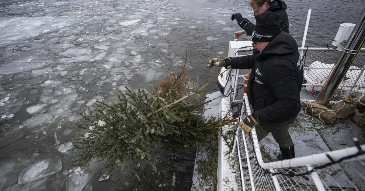 Suedezii aruncă brazii de Crăciun în ape, după sărbătorile de iarnă ...