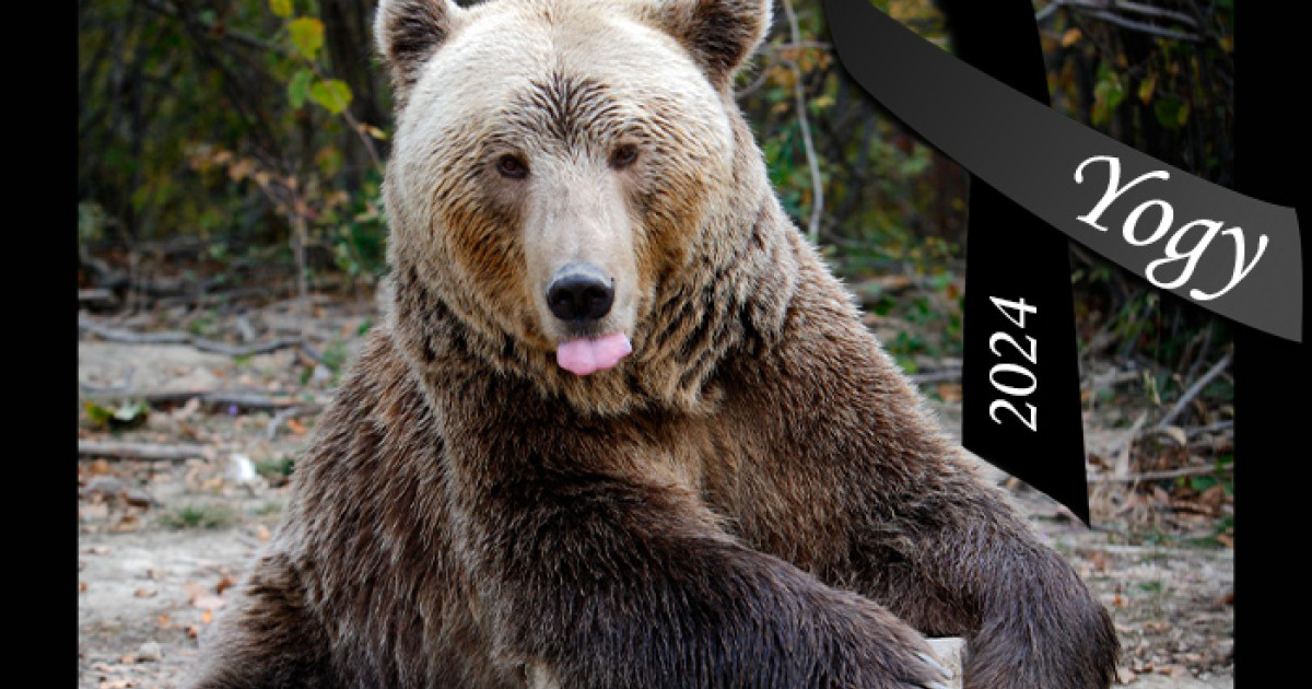 A murit Yogy, cel mai bătrân urs brun din România | Digi24