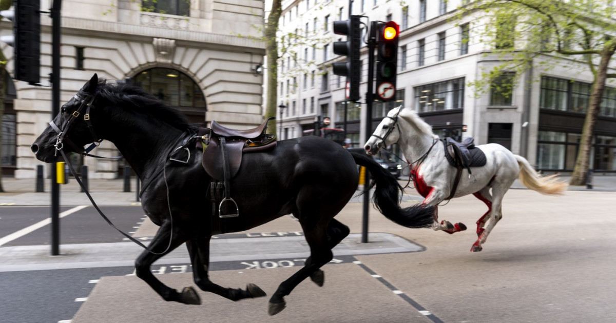 Imagini virale cu doi cai de cavalerie galopând fără control în Londra ...