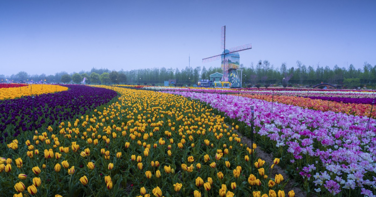 Chinezii au „copiat” până și câmpurile olandeze cu lalele. Cum arată de ...