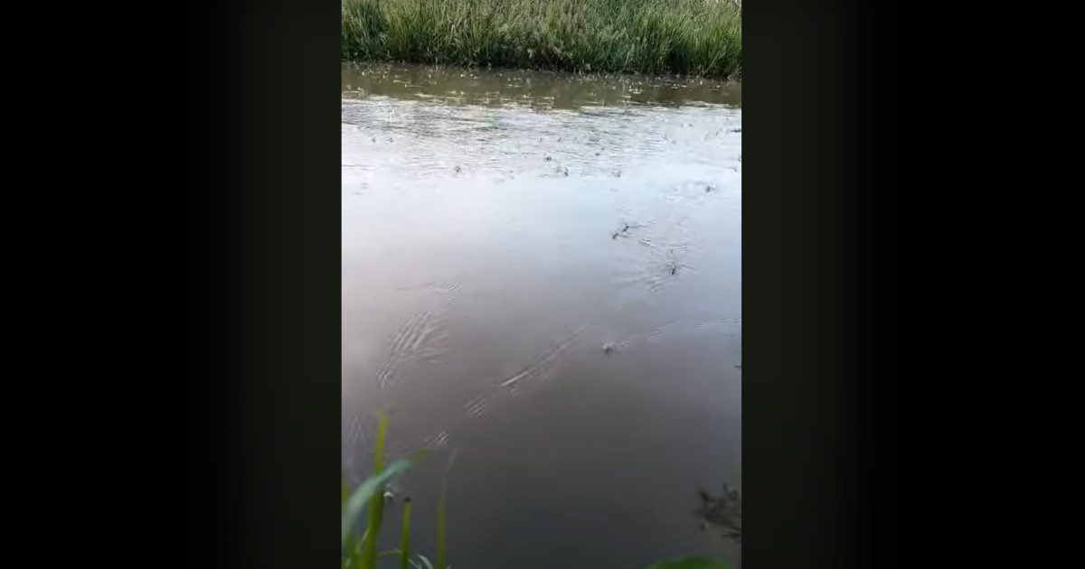 Spectacolul fluturilor albi pe râul Bega. Efemeridele trăiesc câteva ...