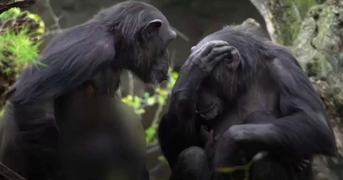 Imagini sfâșietoare într-o grădină zoologică. O femelă cimpanzeu își ... Imagini sfâșietoare într-o grădină zoologică. O femelă cimpanzeu își ...